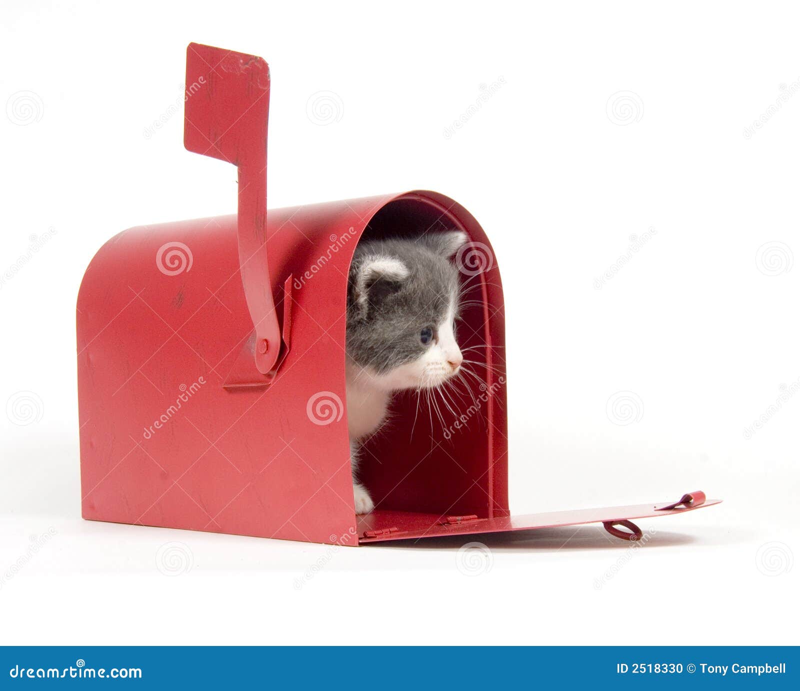 Kitten Mailbox Stock Photos - Free & Royalty-Free Stock Photos from ...