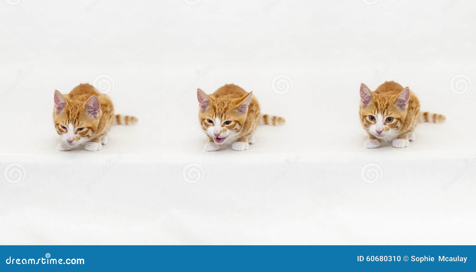 Kitten making faces stock photo. Image of breed, isolated - 60680310