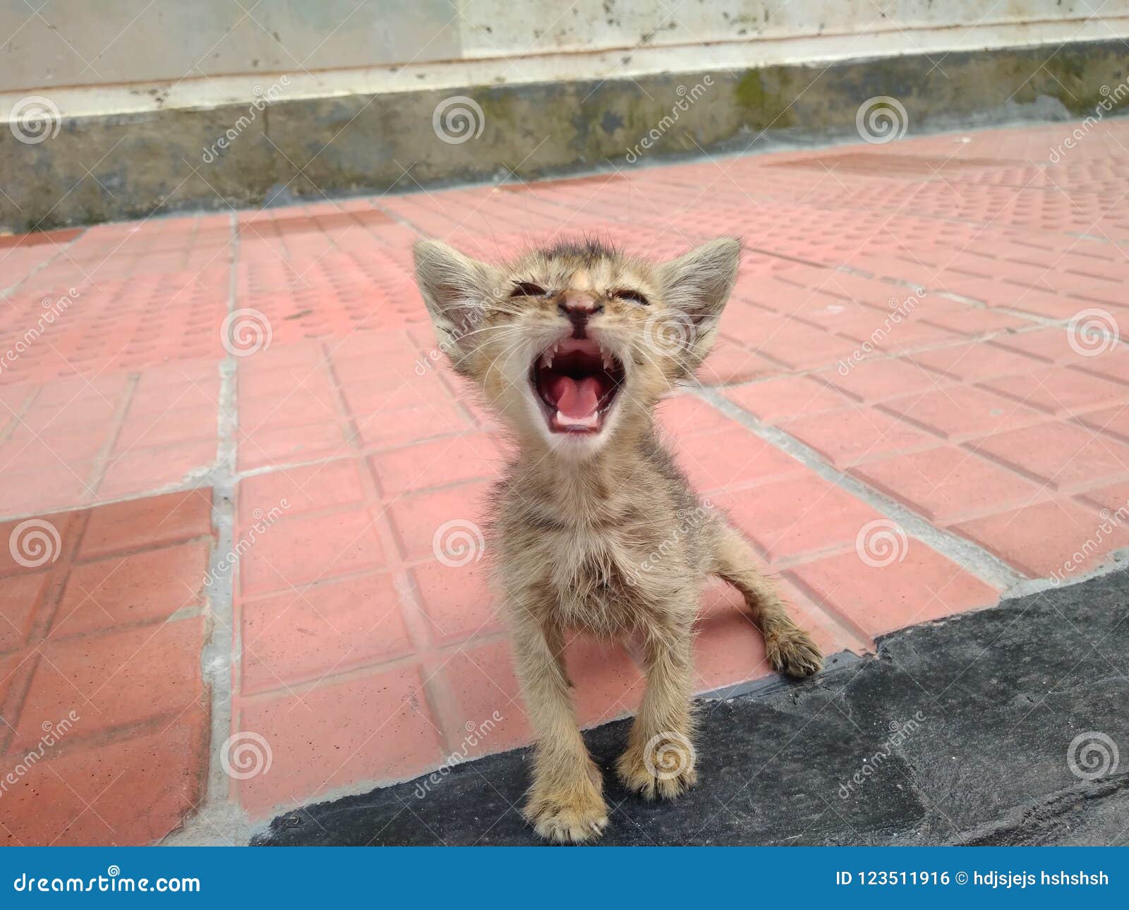 Cat roar stock photo. Image of pose, kitten, roar, making - 123511916