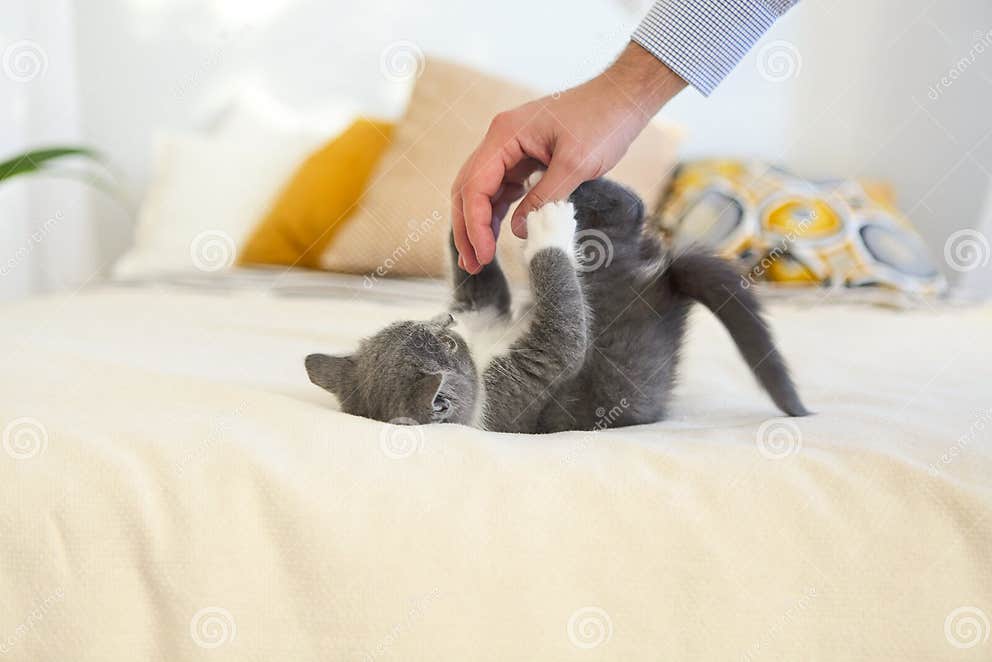 Kitten and a Man. Cat on the Bed and Human Hand Stock Photo - Image of ...