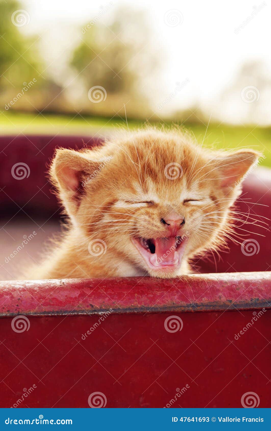 Mewing Ginger Kitten in Wagon Stock Image - Image of mewing, crying ...