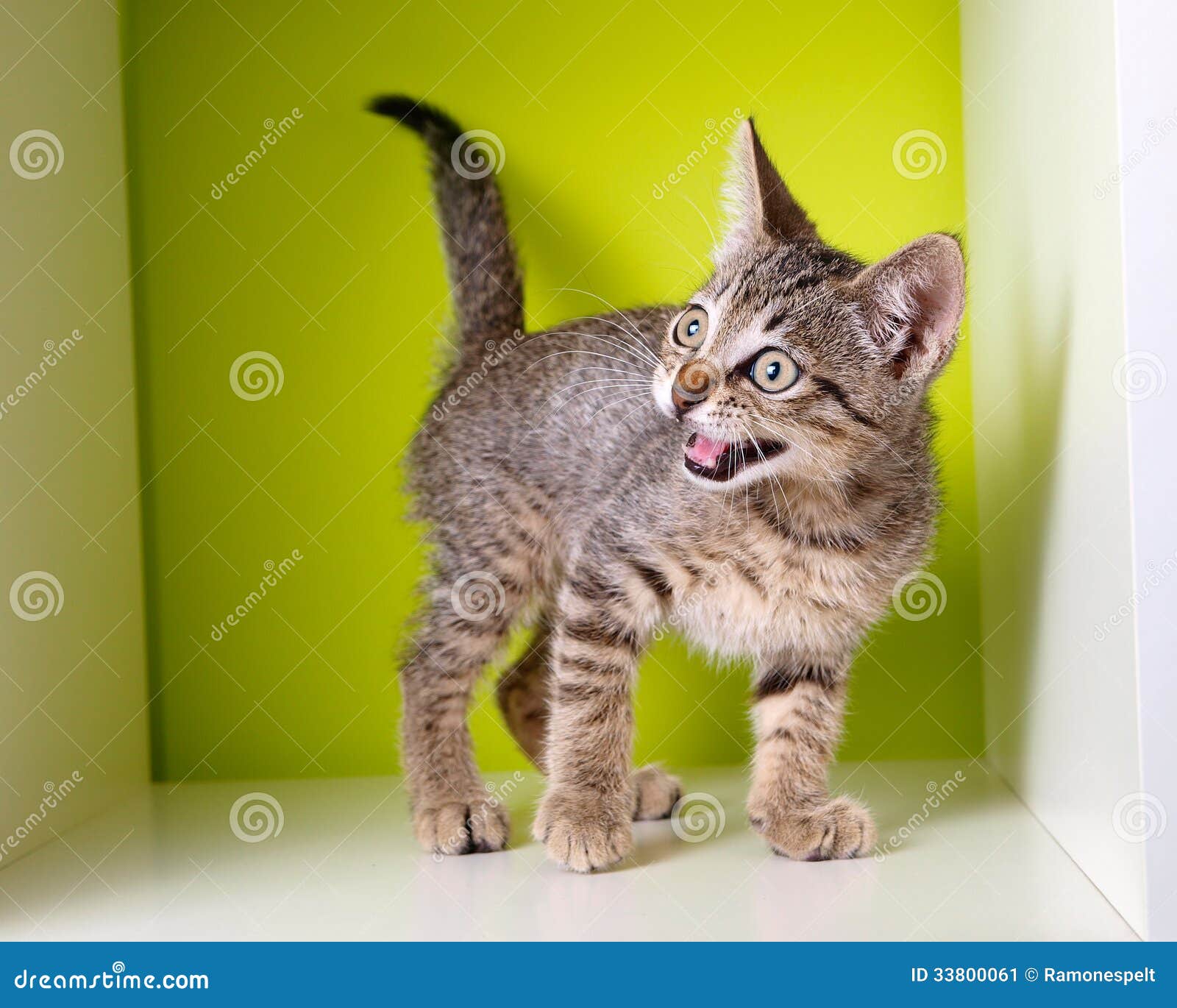Kitten meowing stock image. Image of horizontal, hissing - 33800061