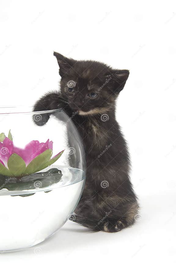 Kitten Mischief stock image. Image of water, black, kitten - 5475575
