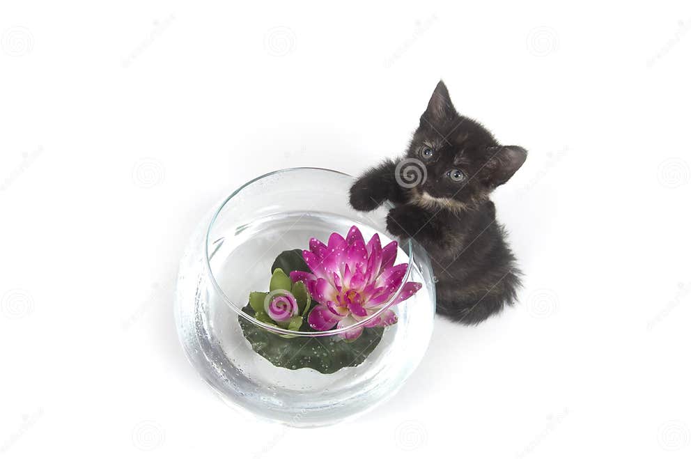 Kitten Mischief stock image. Image of cute, trouble, mischief - 5475655