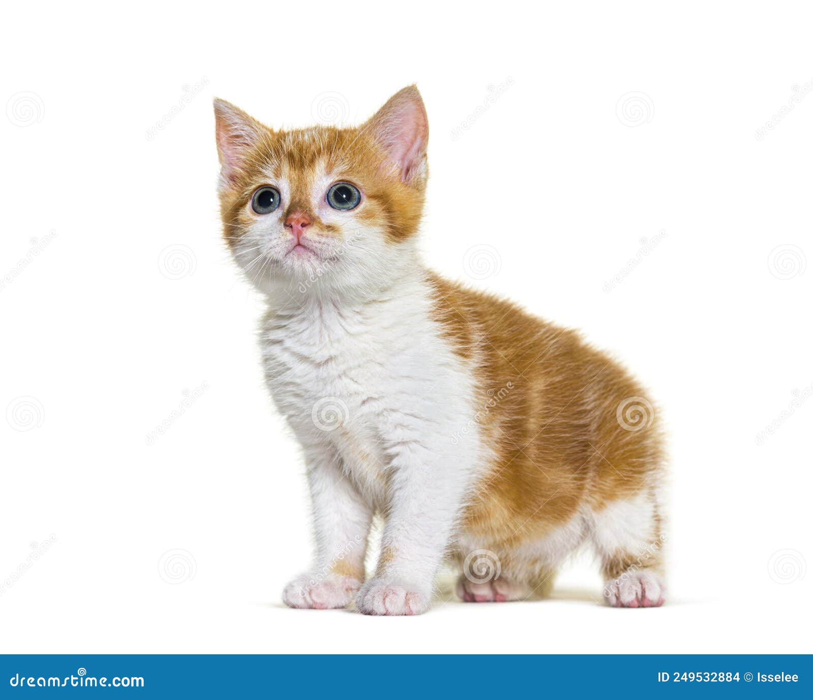 Kitten Mixed-breed Cat Ginger and White, Isolated on White Stock Photo ...