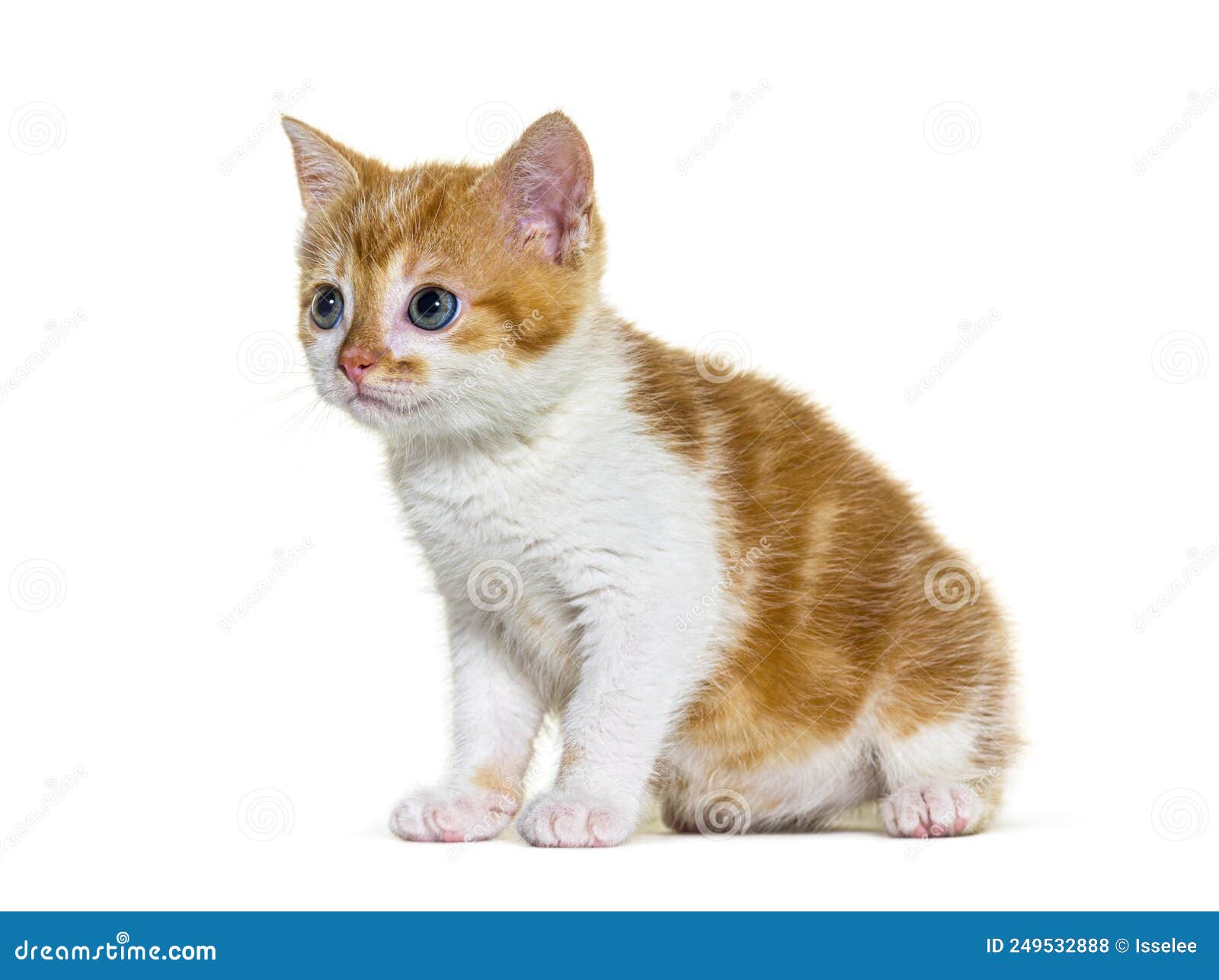 Kitten Mixed-breed Cat Ginger and White, Isolated on White Stock Photo ...