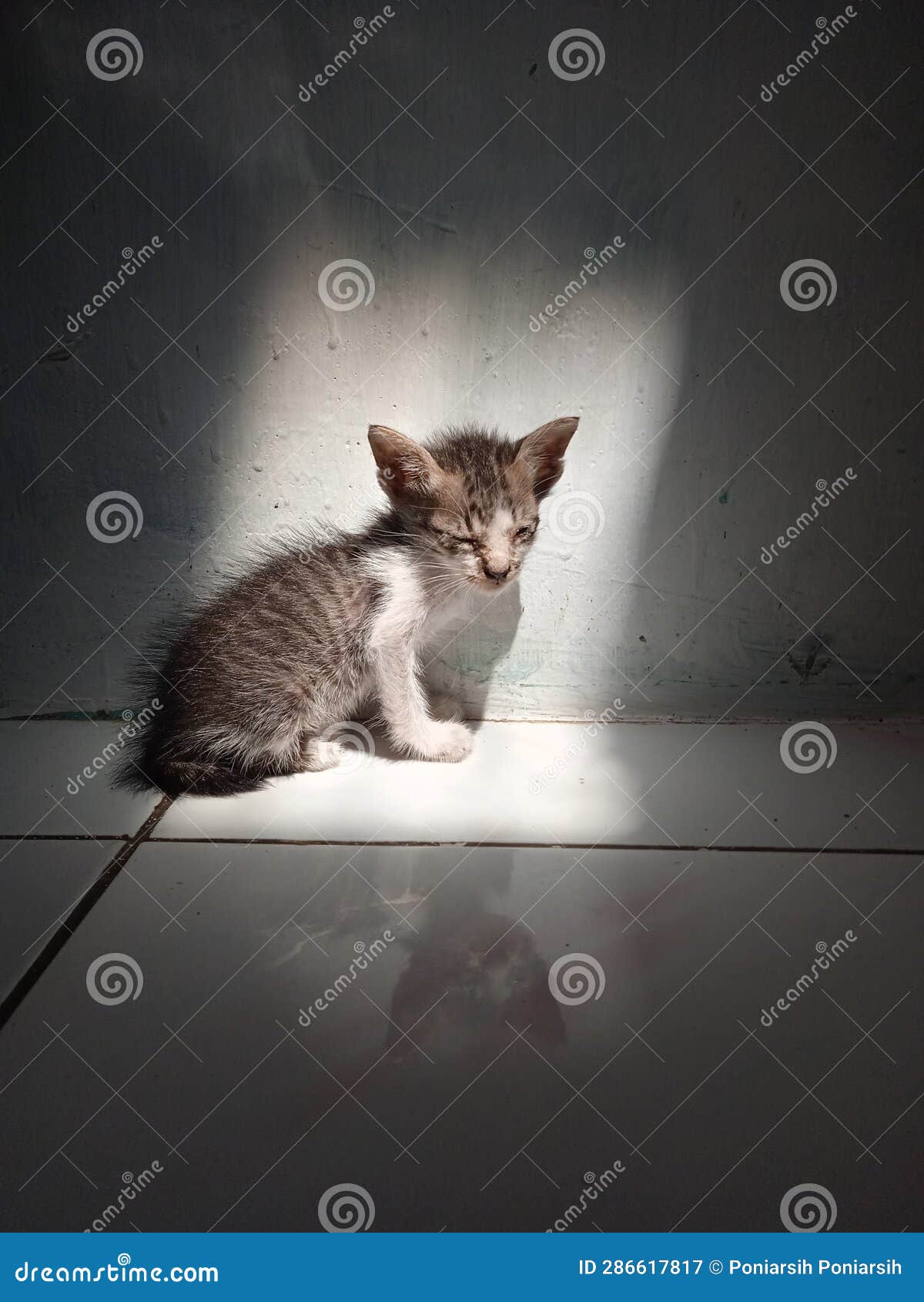 Kitten without Mom and Feel Alone and Lonely Stock Image - Image of ...
