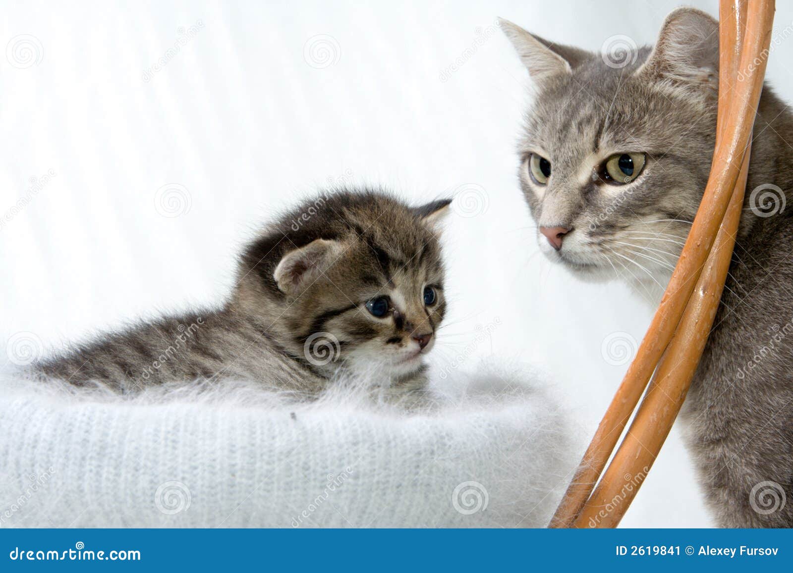 Kitten with mother stock image. Image of nurseling, mother - 2619841