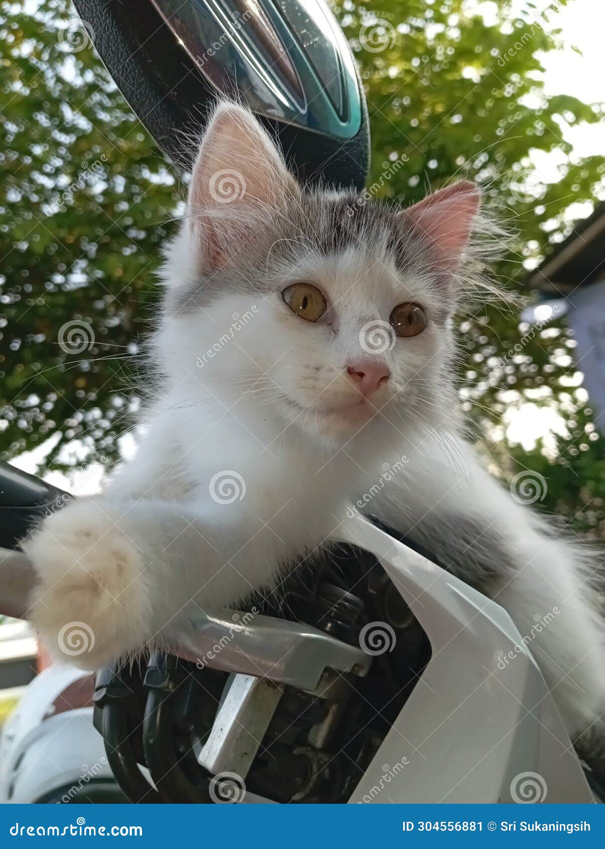 Cute Kitten on the Motorcycle Stock Image - Image of wildlife, mammal ...