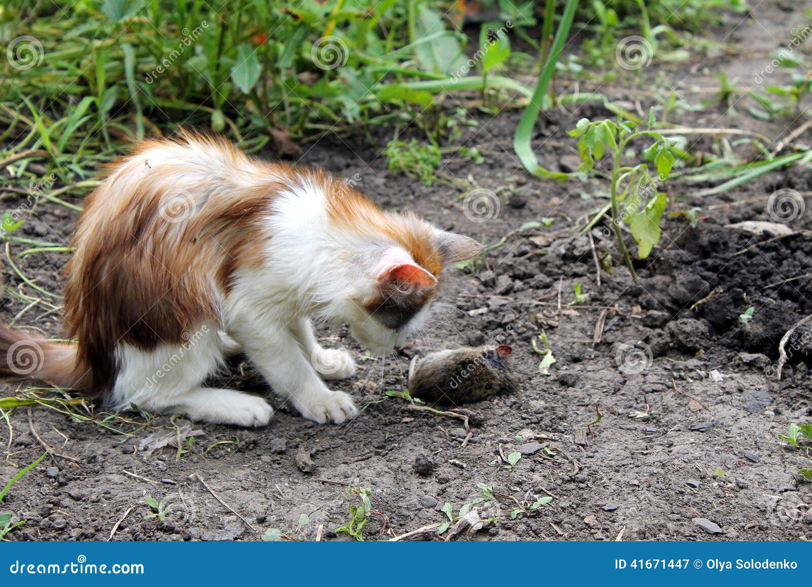 Kitten with mouse stock image. Image of kitten, humor - 41671447