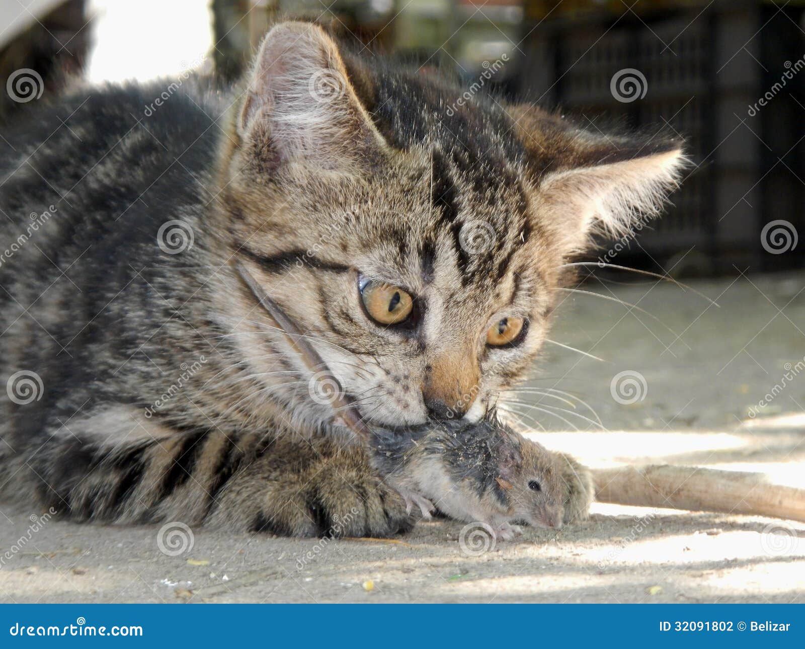 A kitten and a mouse stock photo. Image of domesticus - 32091802