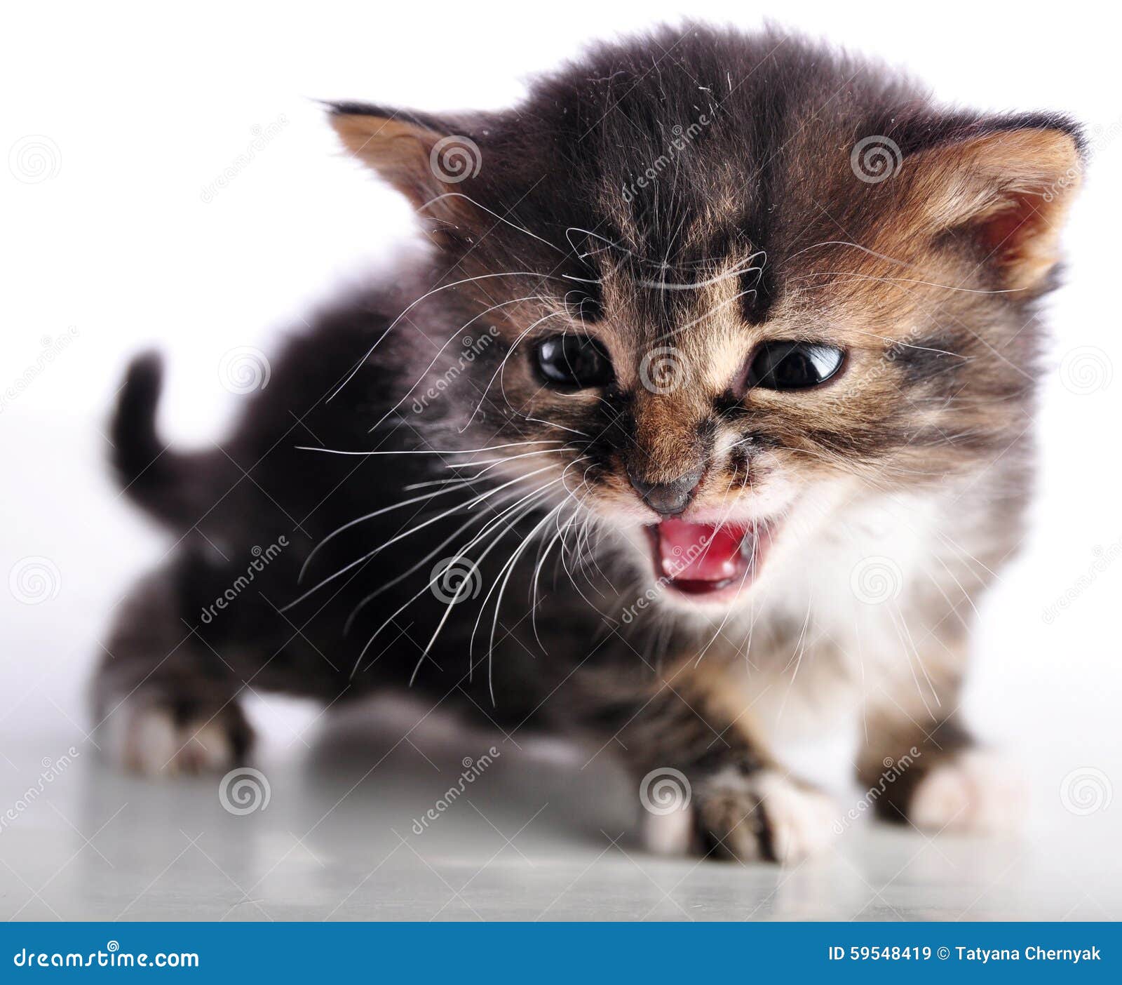 Kitten with Mouth Open Meowing Stock Image - Image of playing, lovely ...