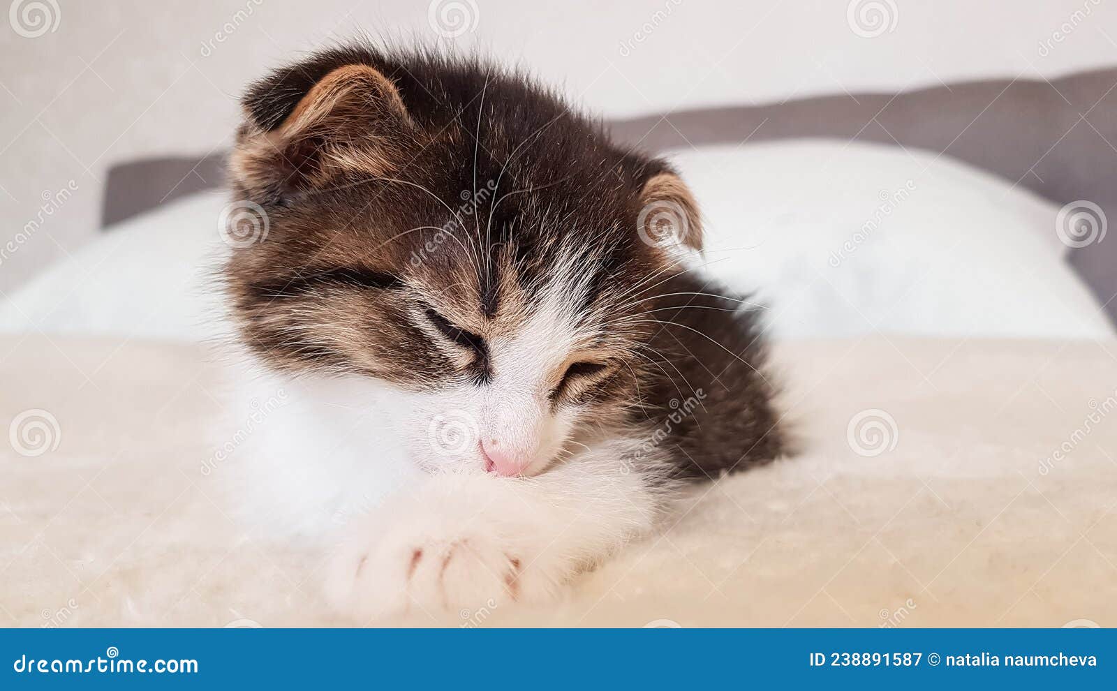 The Kitten is Napping on the Bed Which is Covered with White Linen in ...