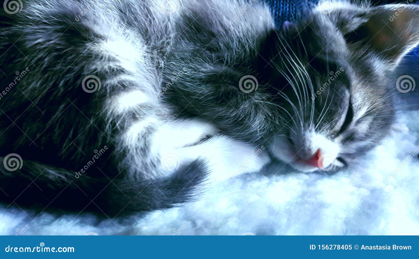 Kitten Napping, a Peaceful Sleep. Stock Image - Image of cuddly, kitten ...