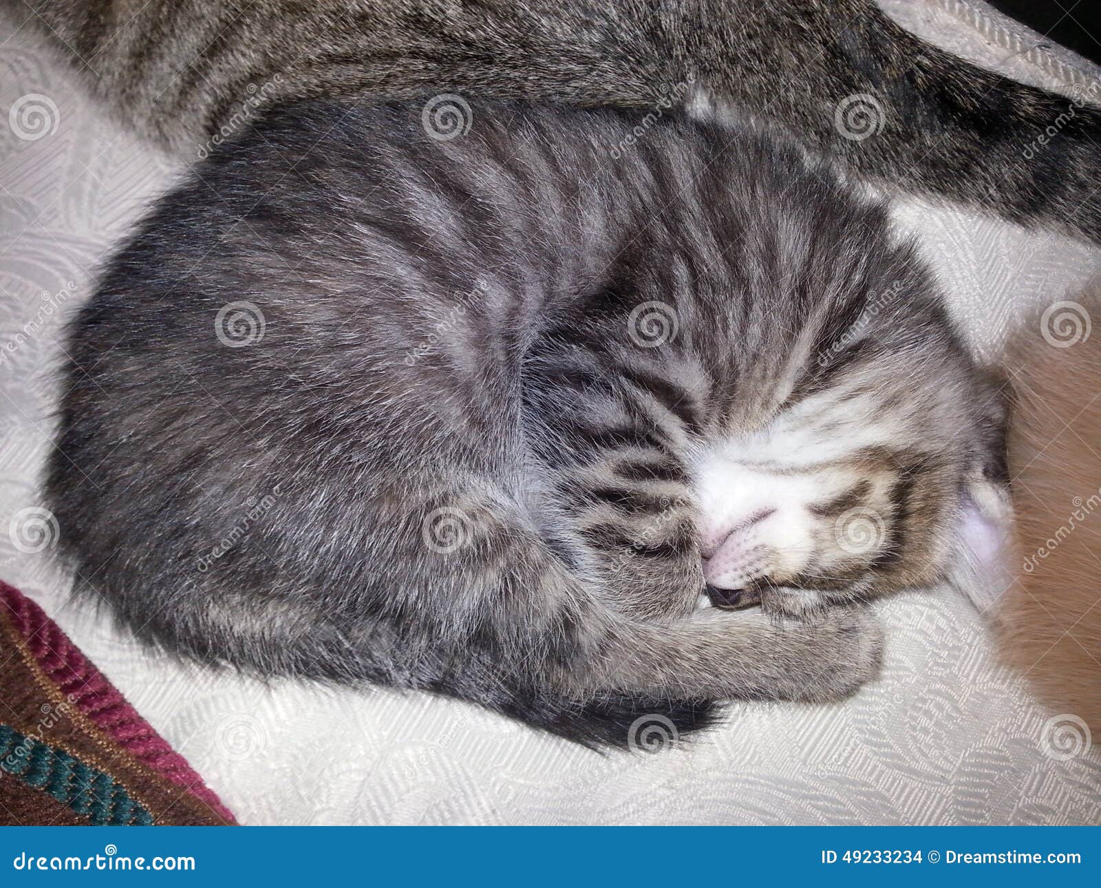 Kitten napping stock photo. Image of cute, kitten, sleeping - 49233234