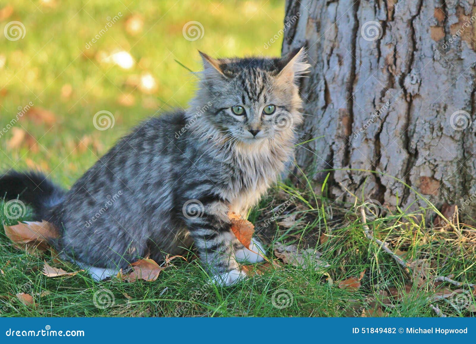 Kitten next to tree stock photo. Image of cute, ouitdoors - 51849482