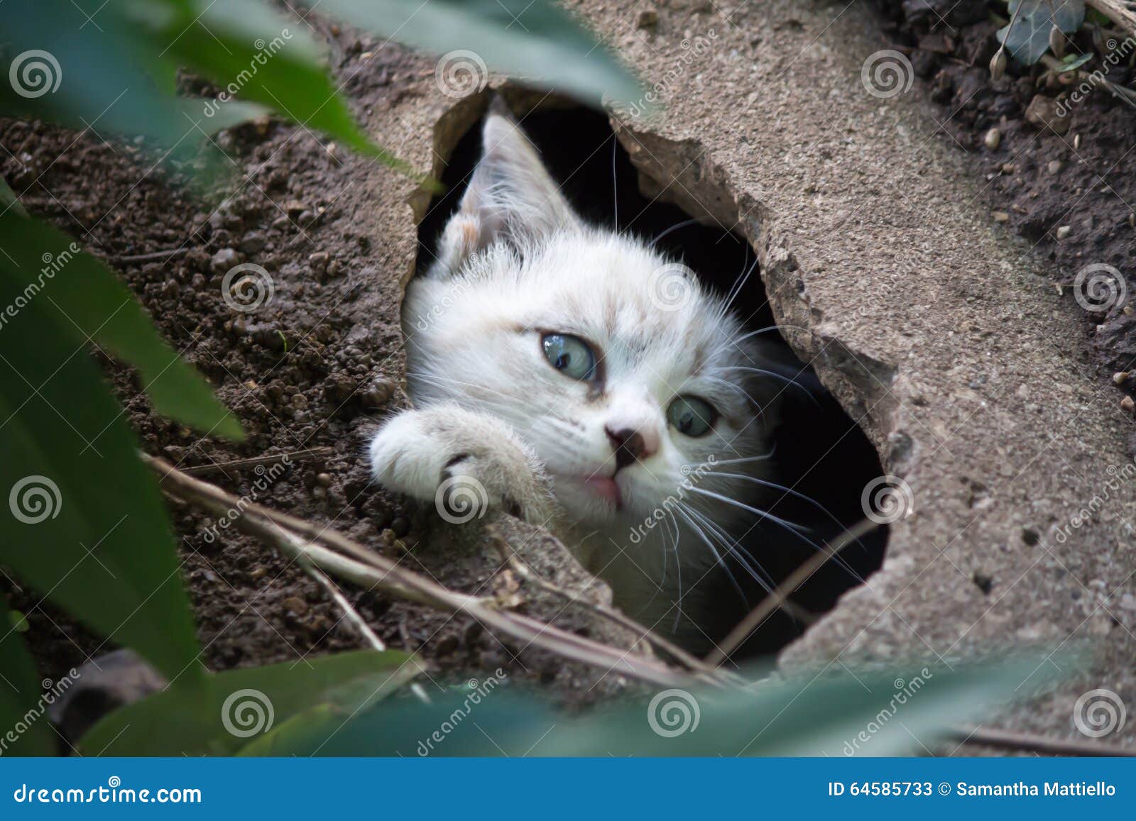 A kitten is observing you stock image. Image of kitten - 64585733