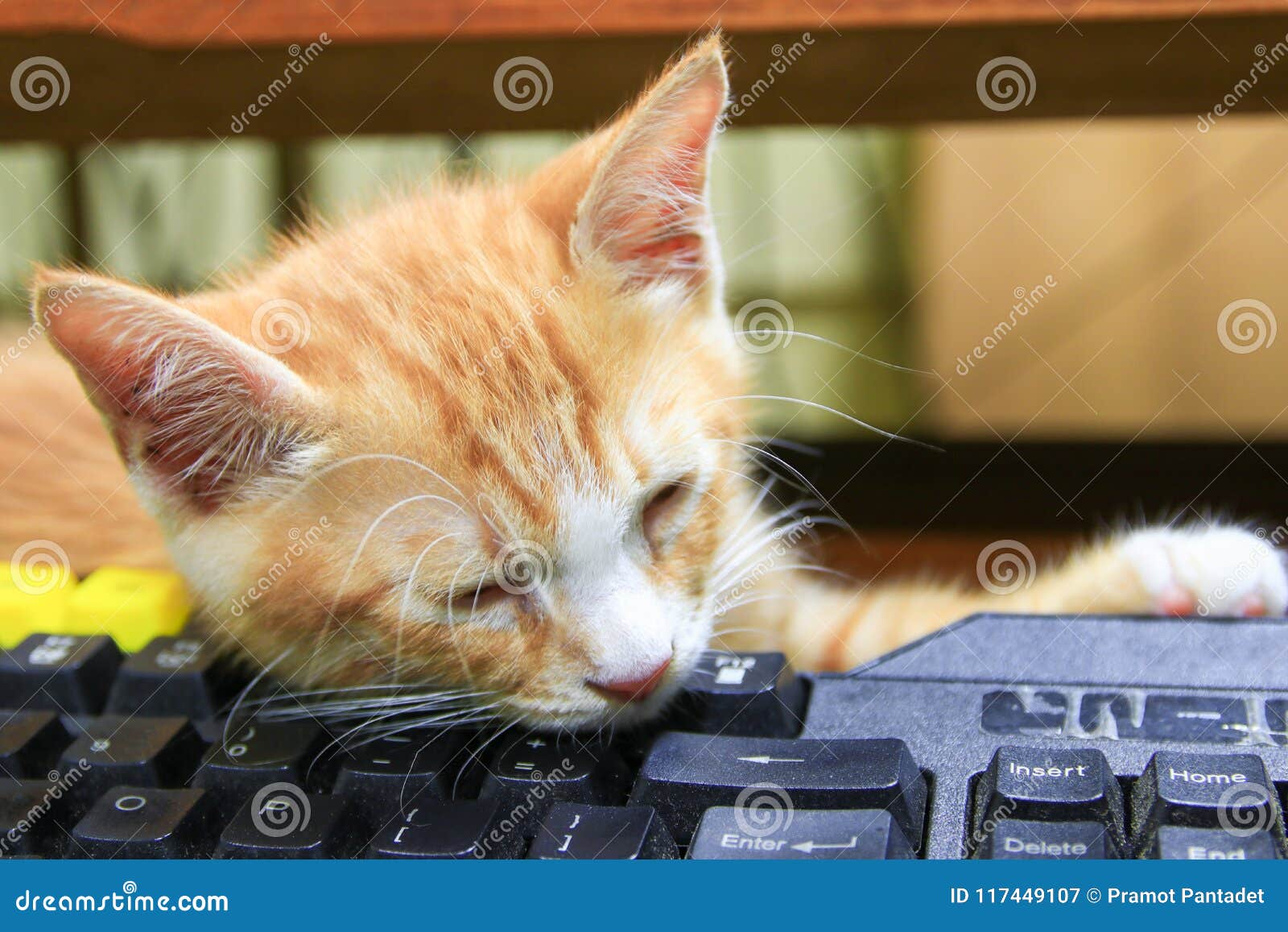 Kitten Orange Sleeping on Keyboard Use of Technology Computer. Concept ...