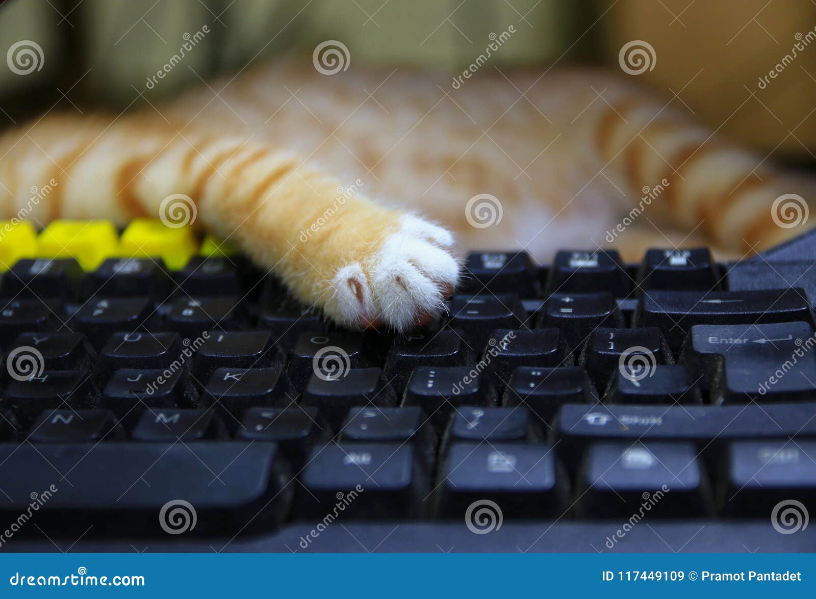 Kitten Orange Sleeping on Keyboard Use of Technology Computer. Concept ...