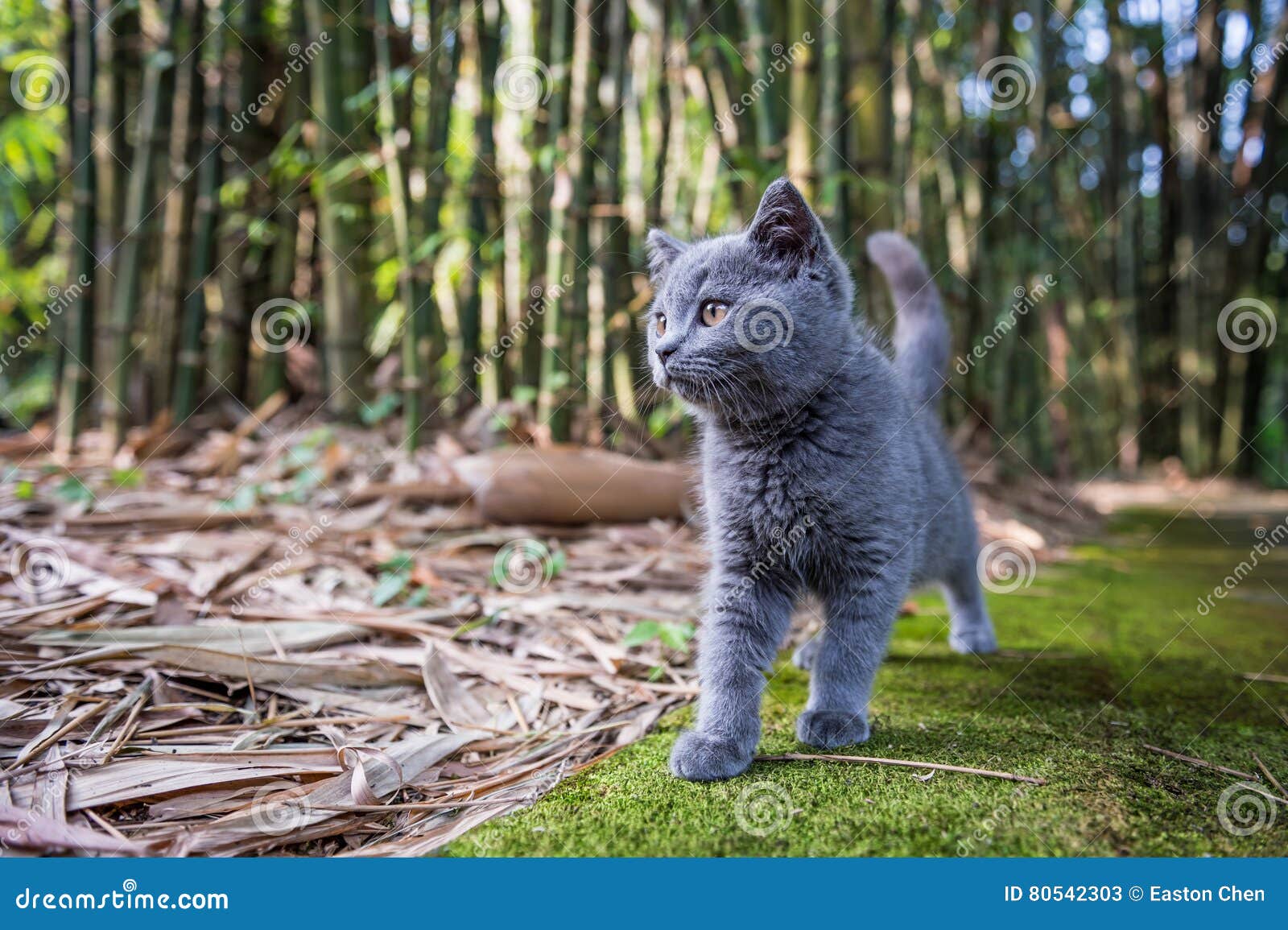 The Kitten in the Outdoor Park Stock Image - Image of outdoors ...