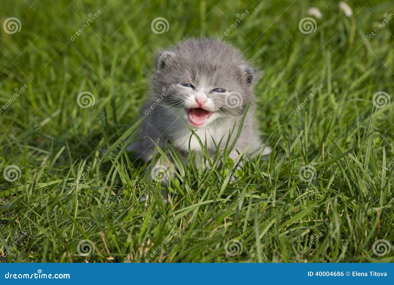 Kitten outdoors meowing stock photo. Image of look, furry - 40004686