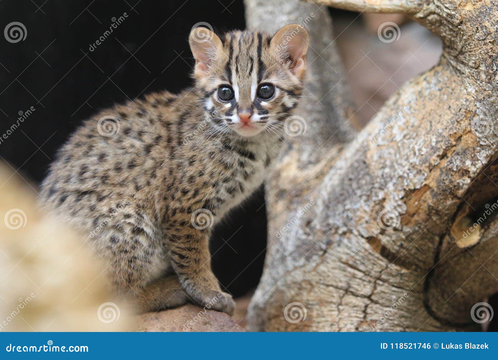 Palawan leopard cat stock photo. Image of leopard, palawan - 118521746