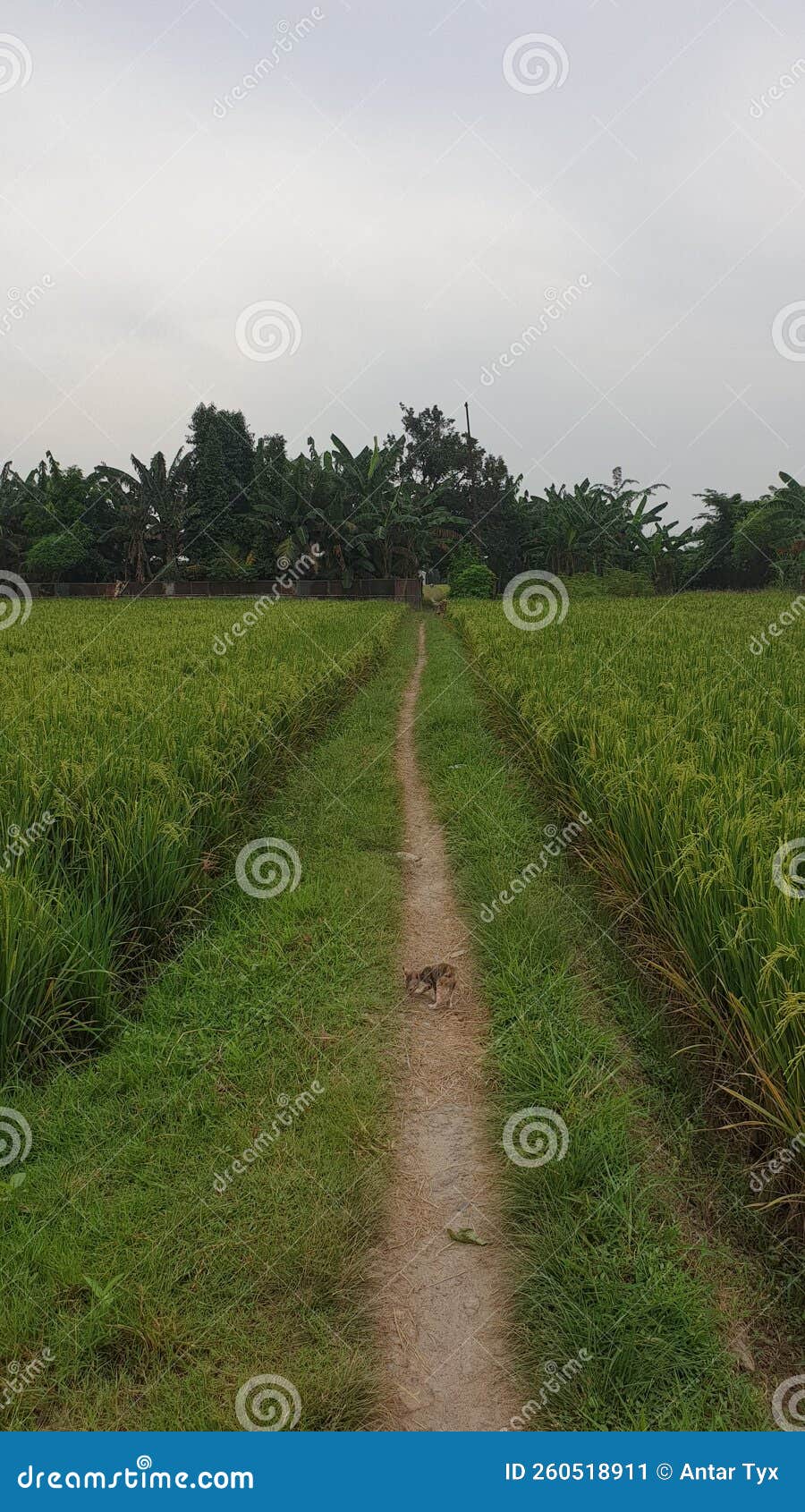 Kitten in Pathway of Rice Field Stock Image - Image of road, crop ...