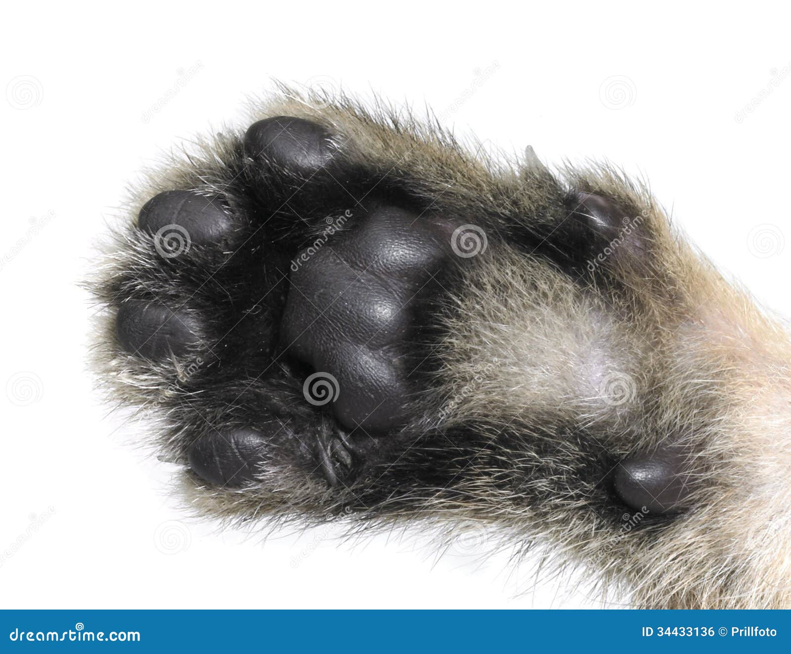 Kitten paw bottom up stock photo. Image of common, silence - 34433136