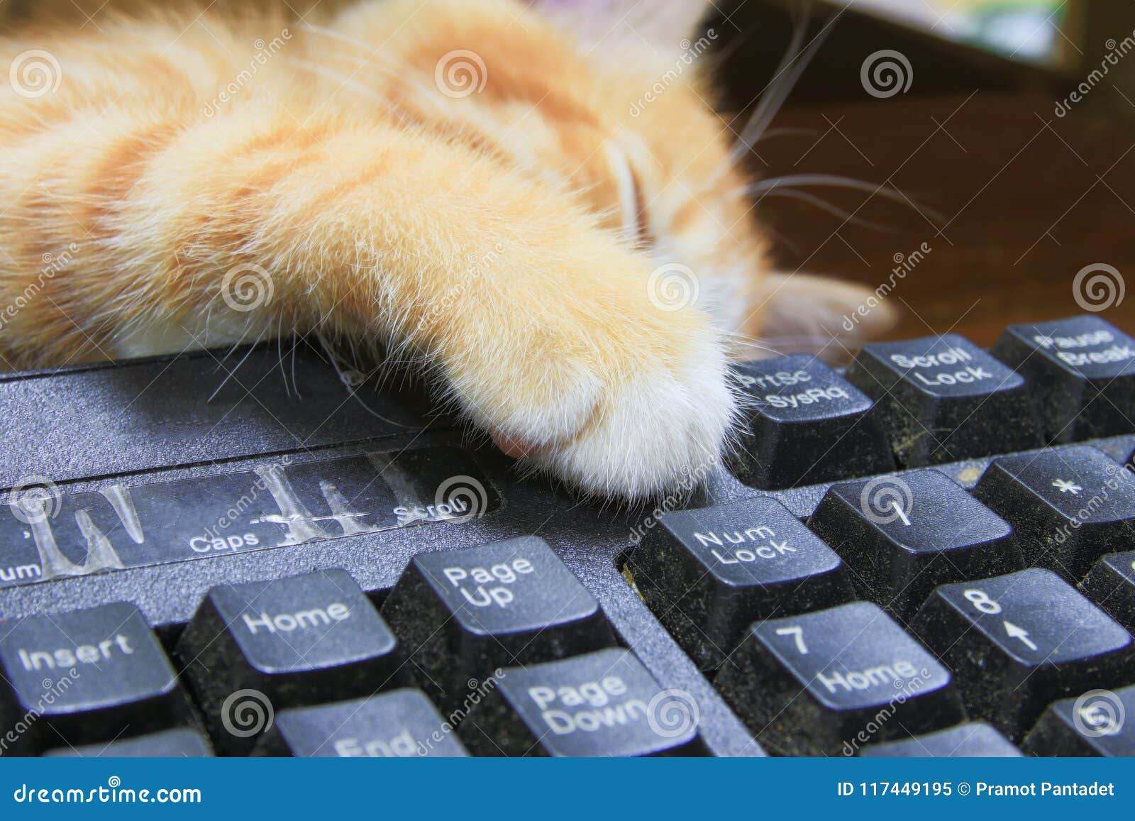 Kitten Typing