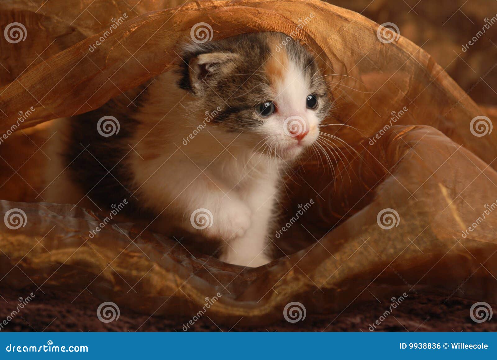 Kitten Peaking Out from Blanket Stock Photo - Image of protection ...