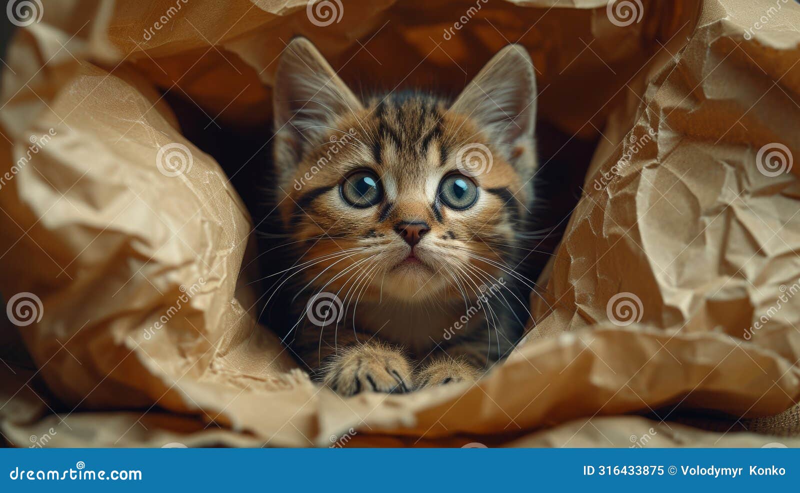 Kitten Peeking Out of a Paper Bag Stock Image - Image of beautiful ...