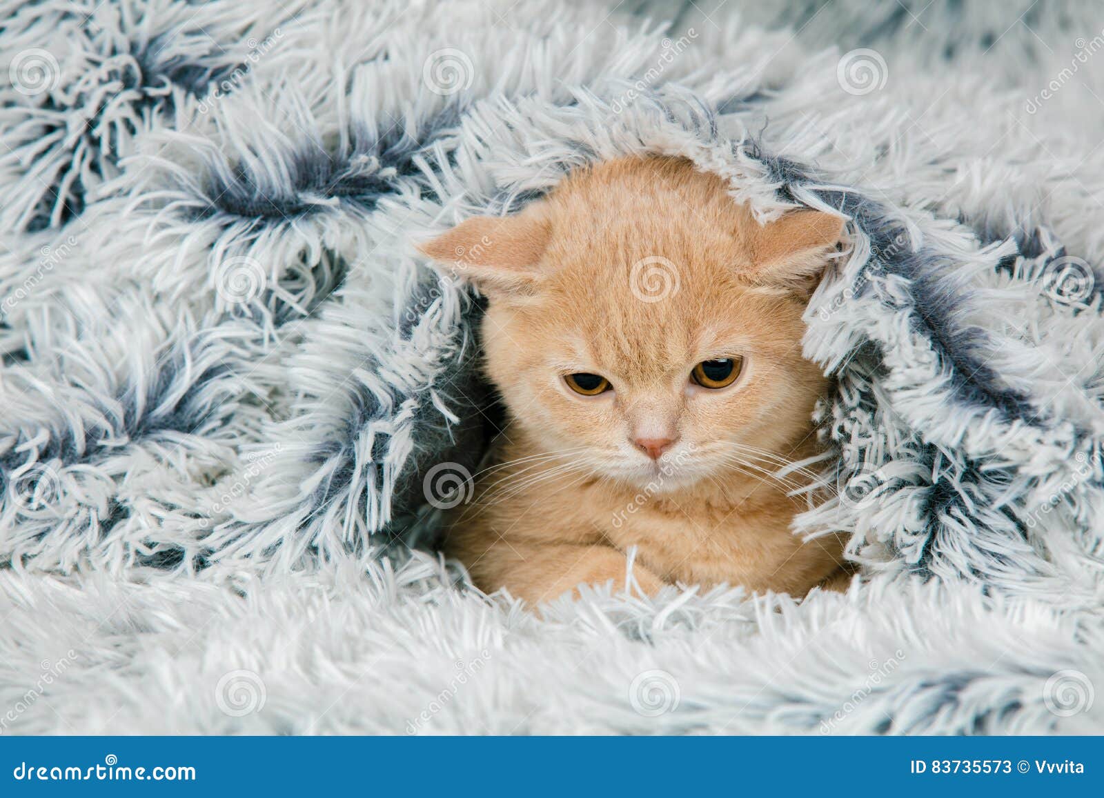 Kitten Peeking Out from Under the Blanket Stock Image - Image of baby ...