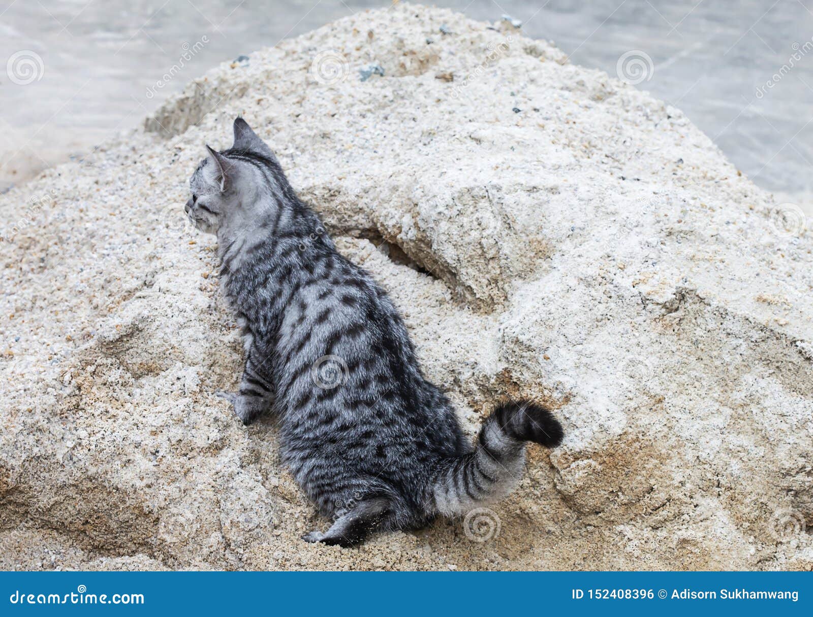 Kitten on the pile of sand stock photo. Image of foxy - 152408396