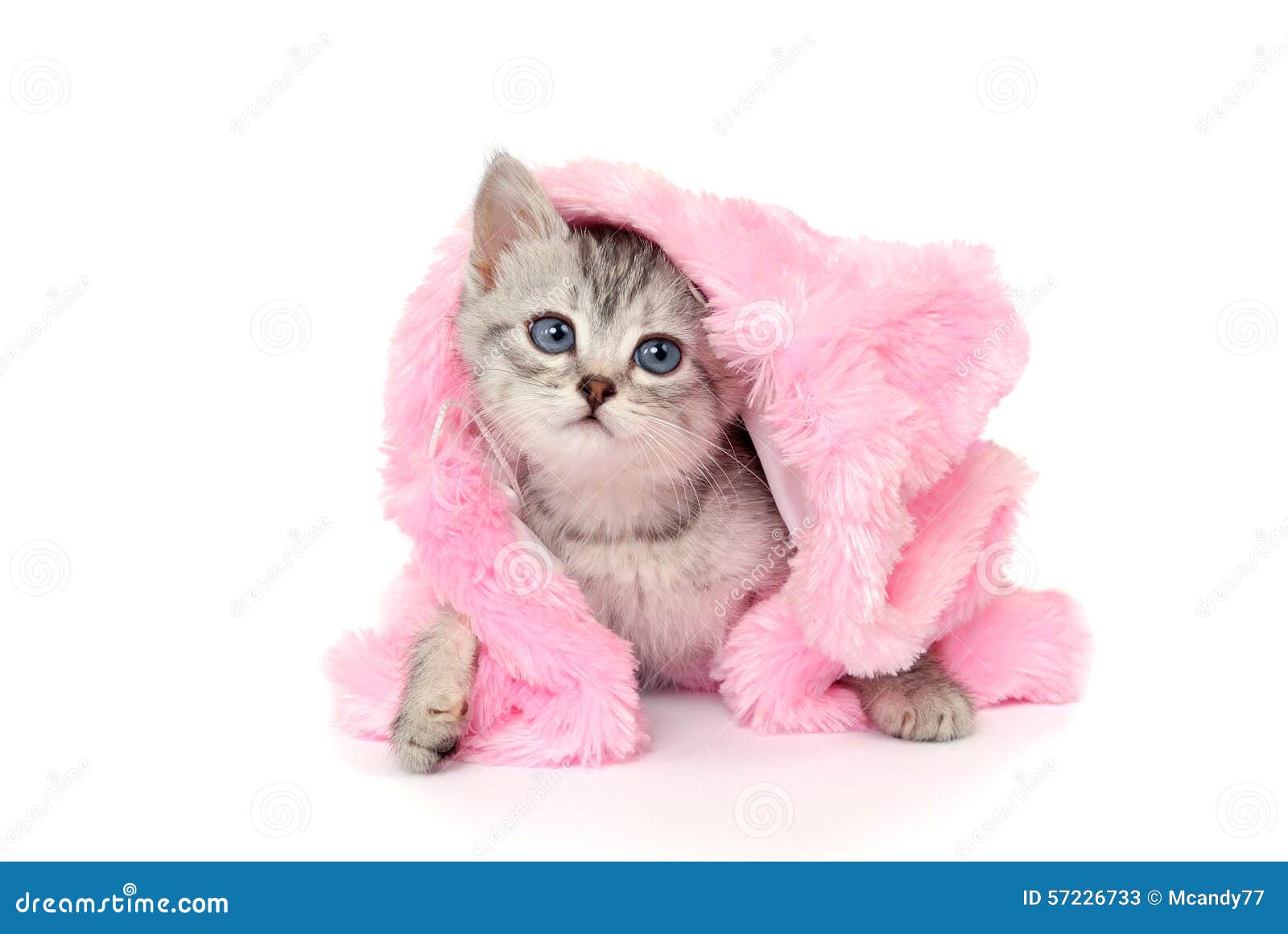 Kitten in Pink Fur Coat. Isolated on White Stock Image - Image of sweet ...