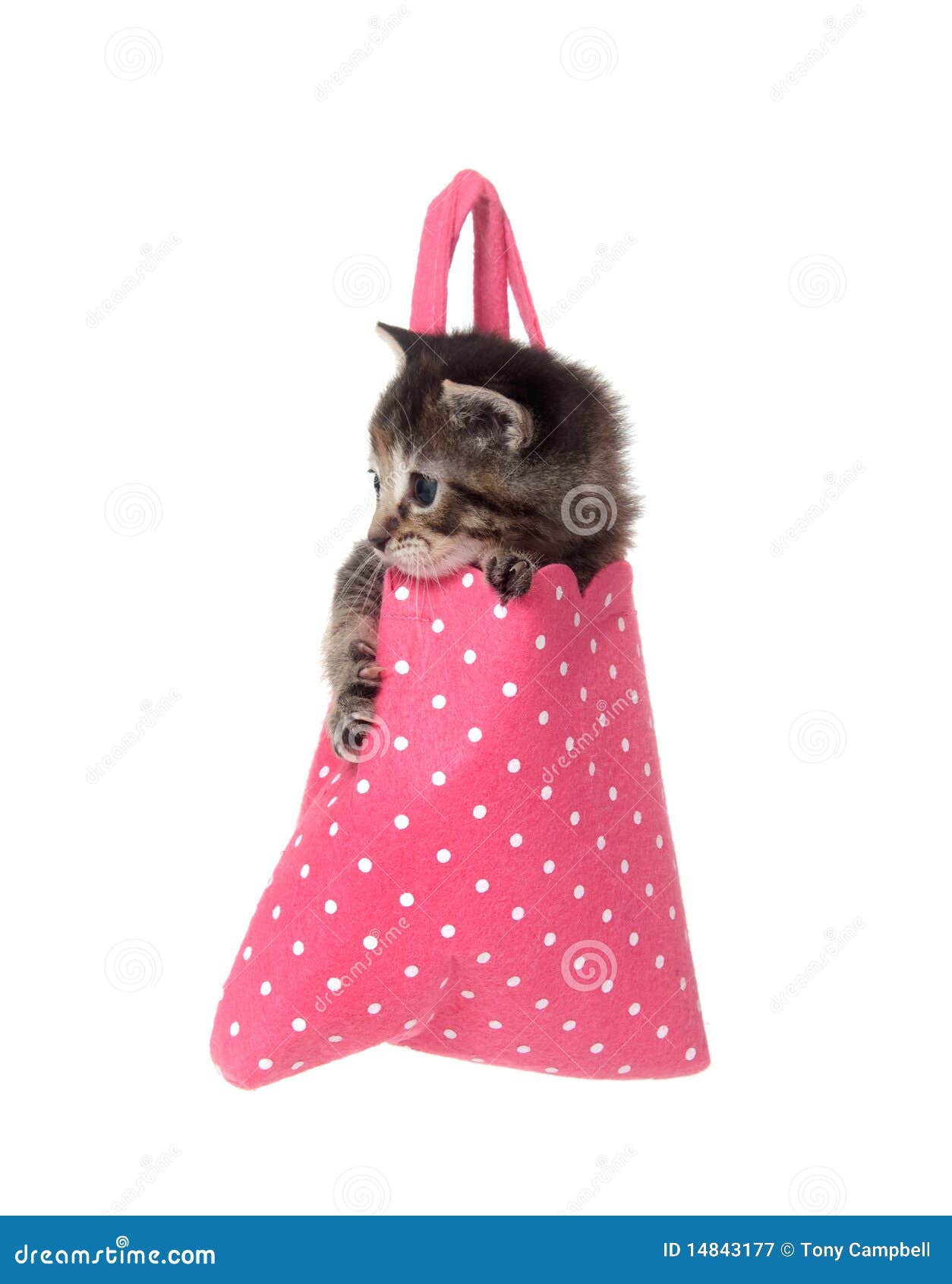 Kitten in pink hand bag stock image. Image of purse, adorable - 14843177