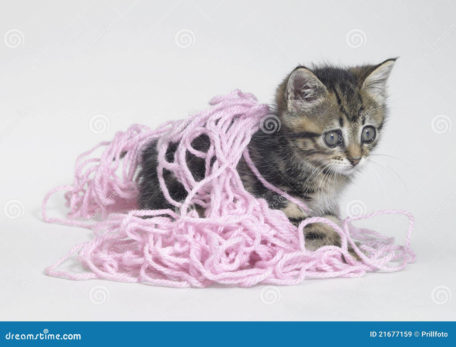 Kitten and pink wool stock image. Image of lumbering - 21677159