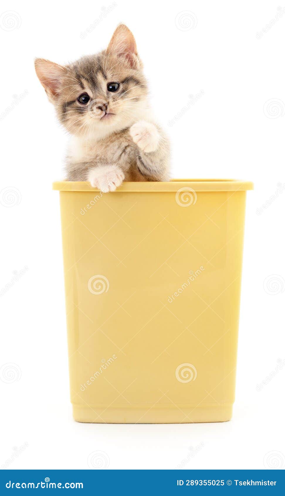 Kitten in a Plastic Container Stock Image - Image of isolated, domestic ...