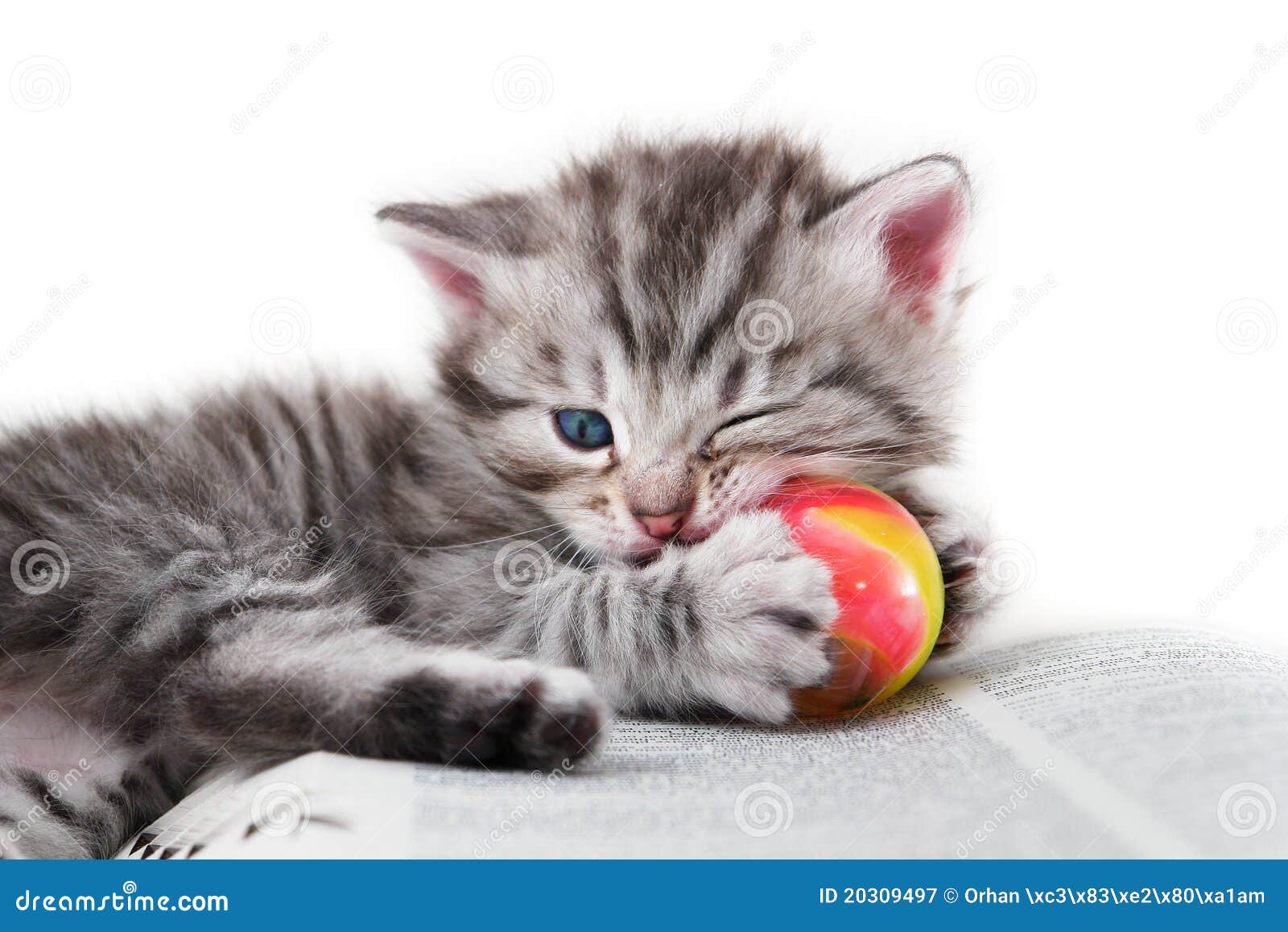 Kitten Play With A Ball On A Book Stock Image | CartoonDealer.com #20309497