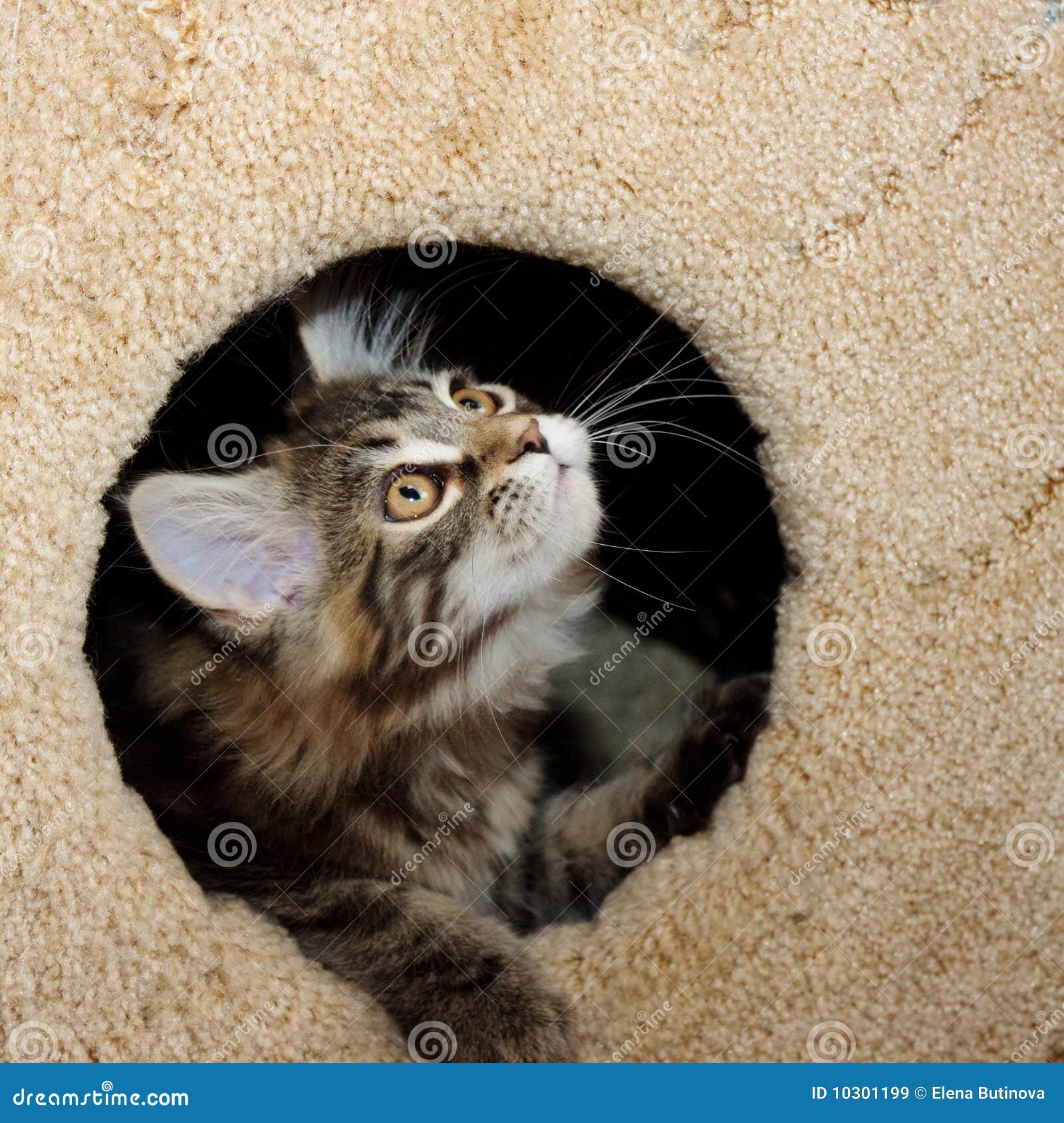 Kitten playing stock image. Image of young, indoors, animal - 10301199