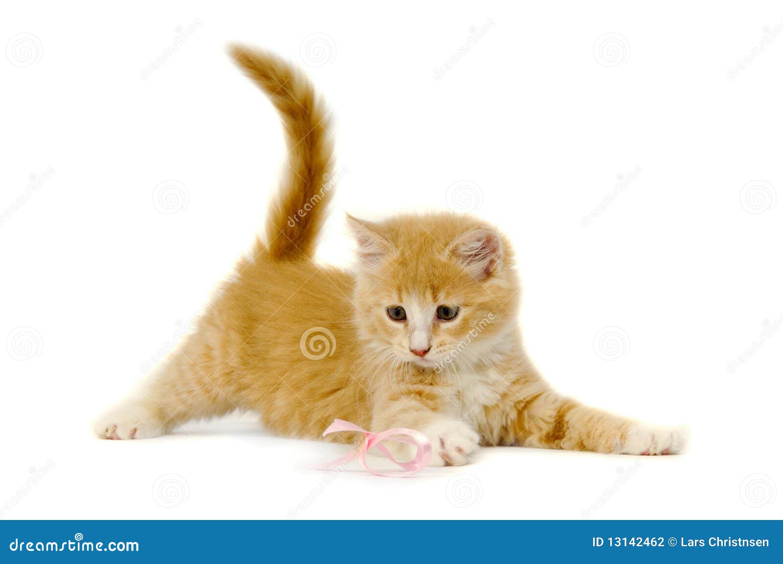 Kitten playing stock photo. Image of interested, fluffy - 13142462