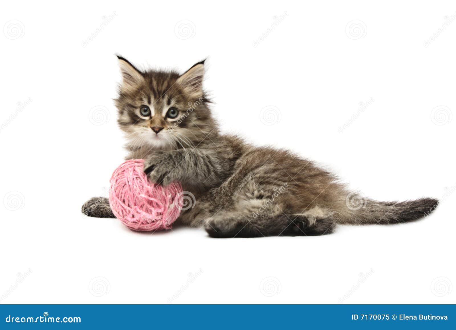 Kitten playing stock image. Image of mammal, friendship - 7170075