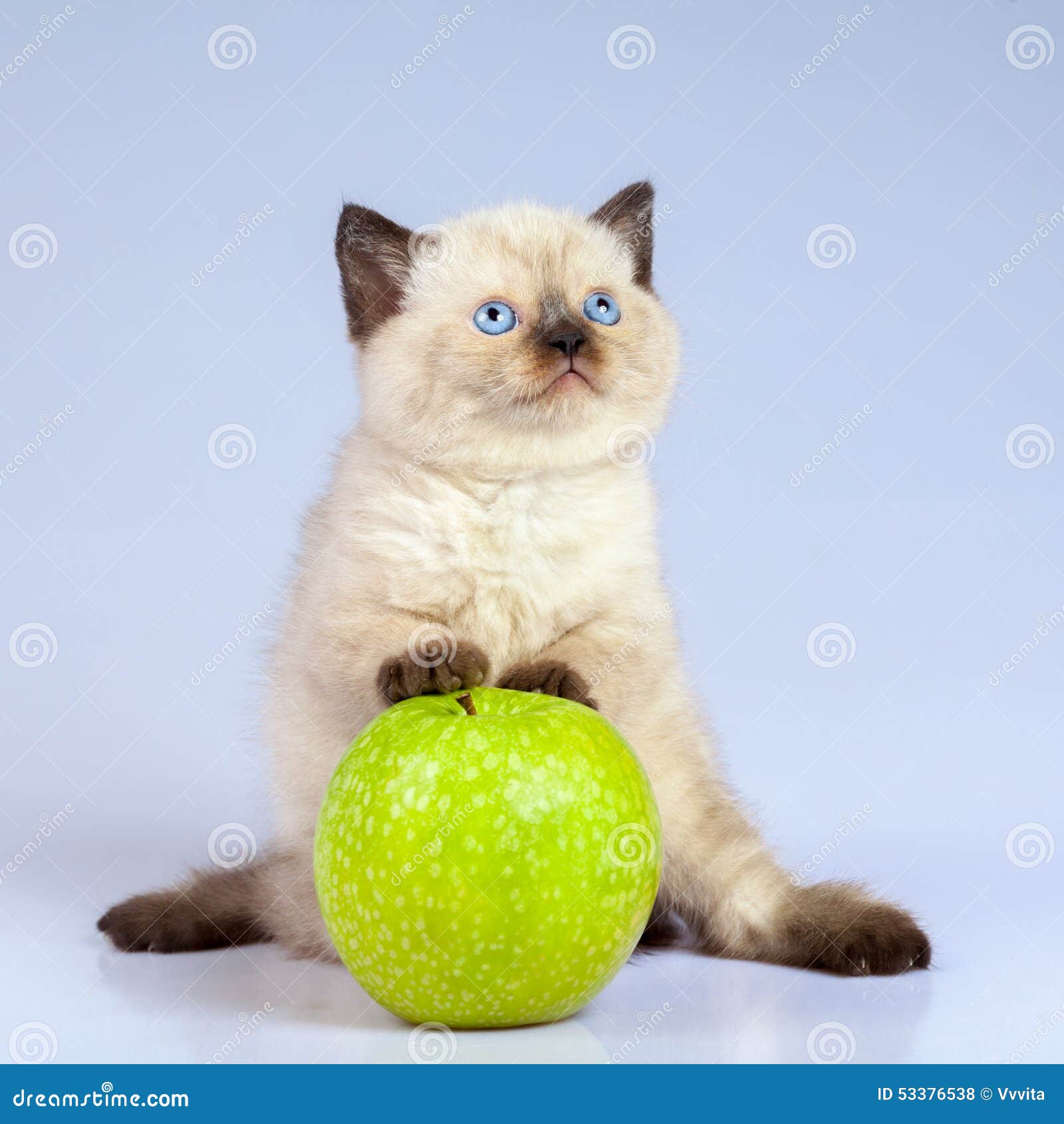 Kitten playing with apple stock photo. Image of apple - 53376538