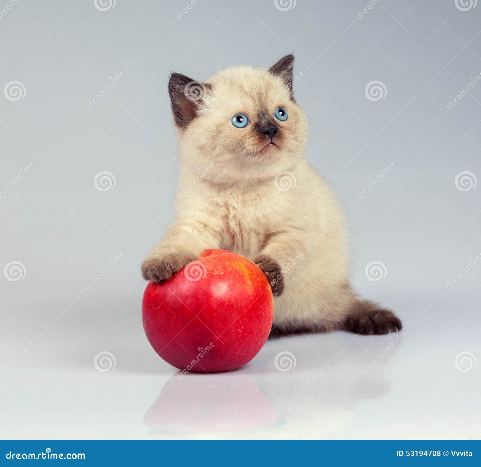 Kitten playing with apple stock photo. Image of healthy - 53194708