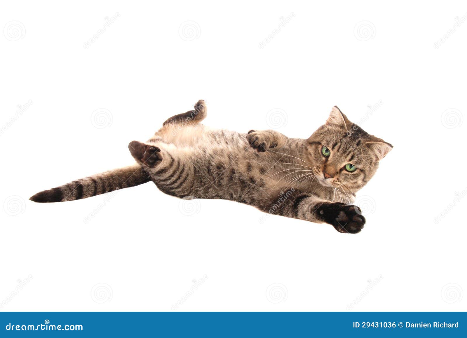 Kitten playing on back stock photo. Image of green, striped - 29431036