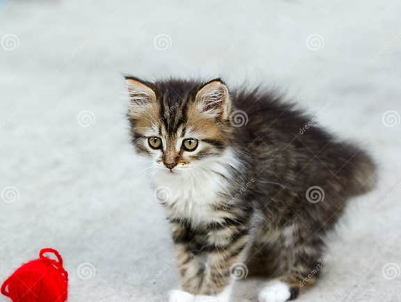 Kitten Playing with a Ball of String Stock Photo - Image of funny ...