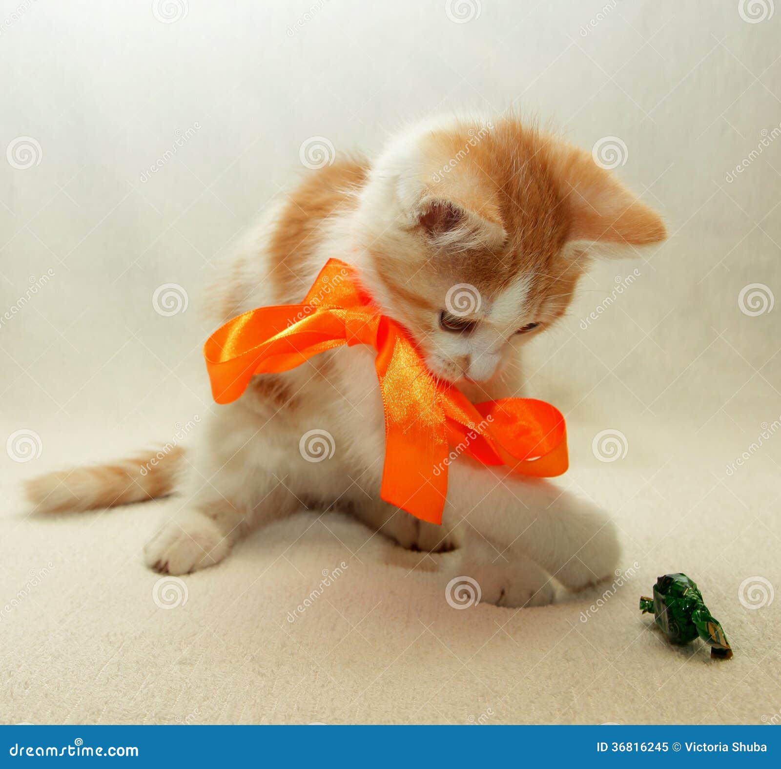 Kitten Playing with a Bow with Candy Stock Image - Image of pillow ...