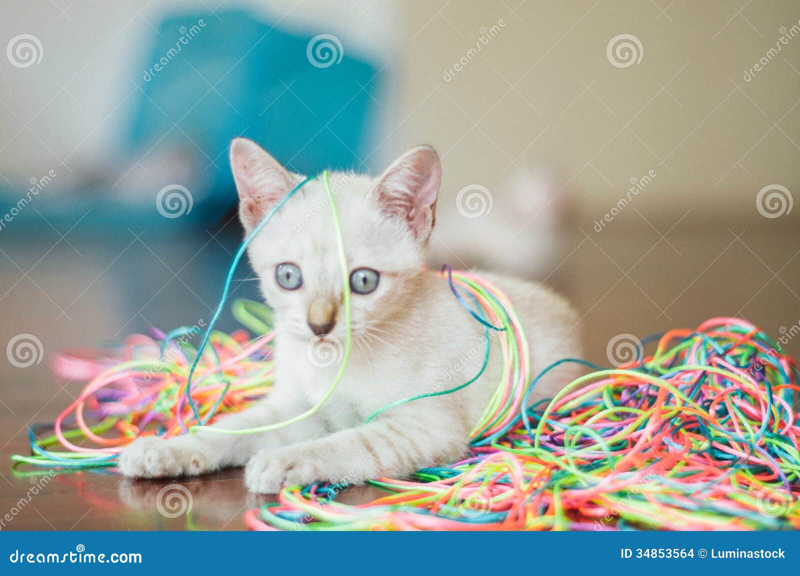 Kitten Playing with Colourful Threads Stock Photo - Image of animal ...