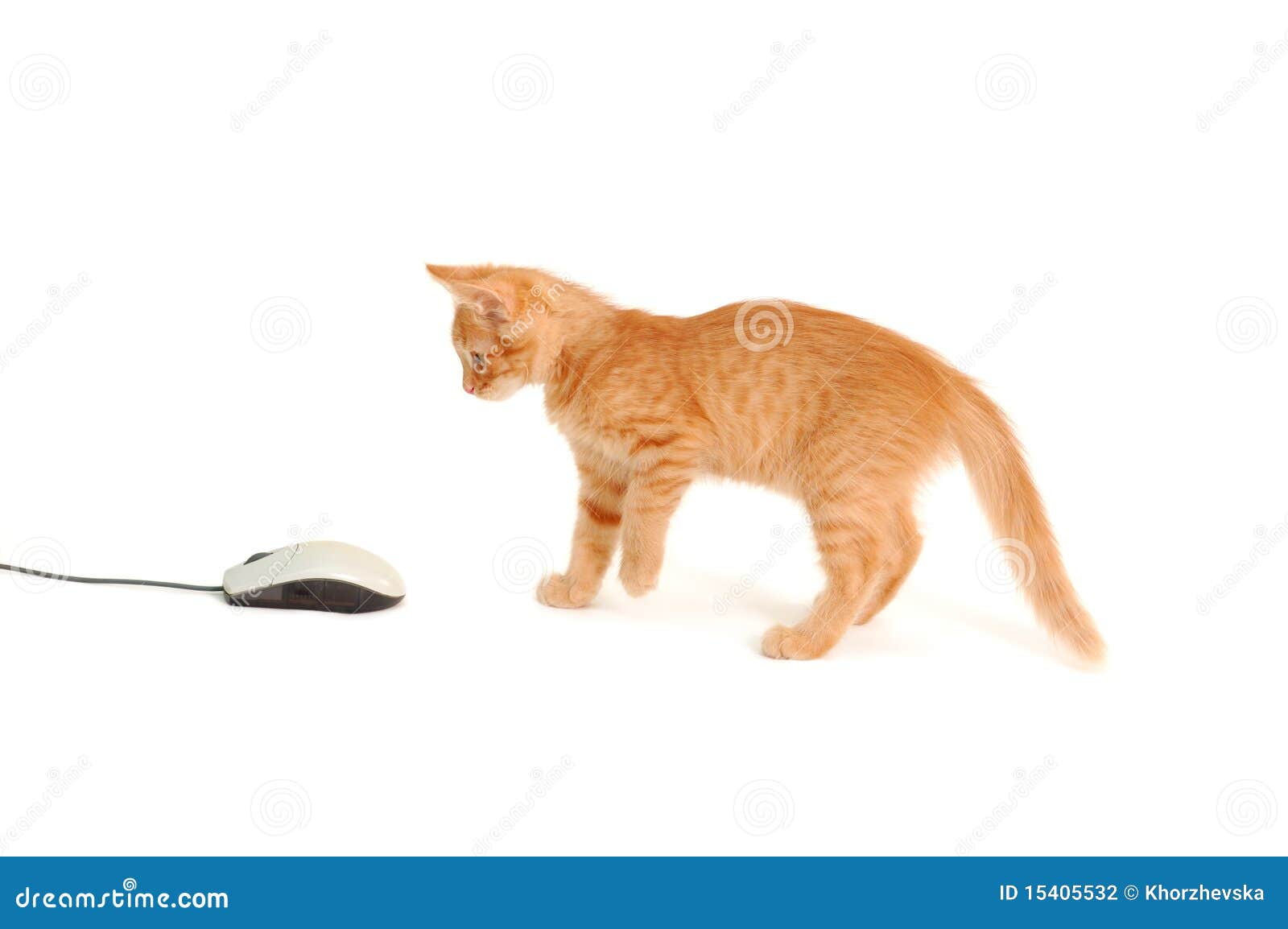 Kitten Playing with Computer Mouse Stock Photo - Image of equipment ...