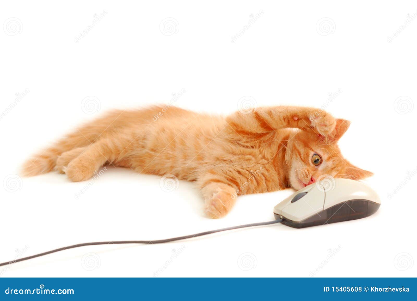 Kitten Playing with Computer Mouse Stock Photo - Image of little ...