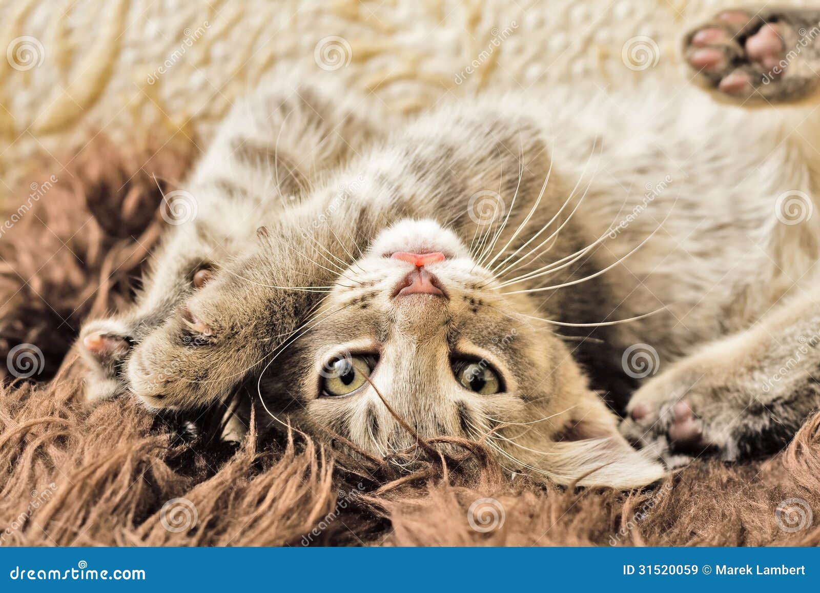 Kitten playing stock image. Image of feline, flashgun - 31520059